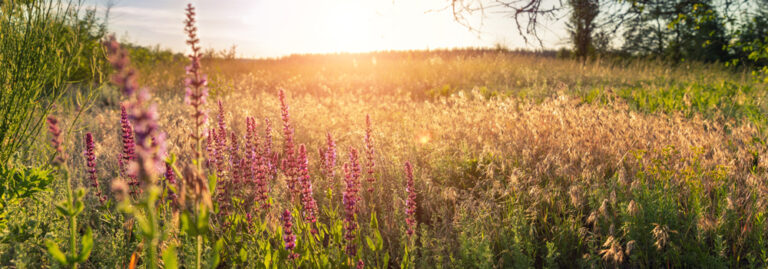 8 Core Documents of SLAA - San Francisco / East Bay SLAA